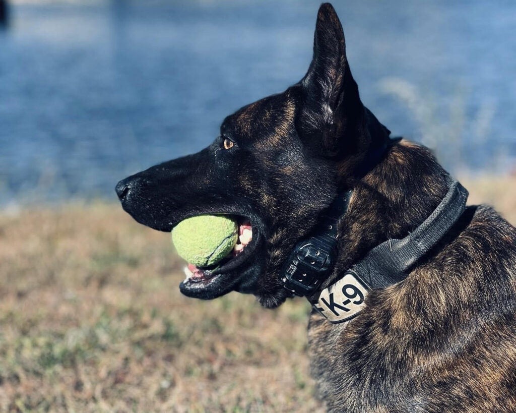 K9.5 Training Academy - Indiana's One Stop Shop for Dogs